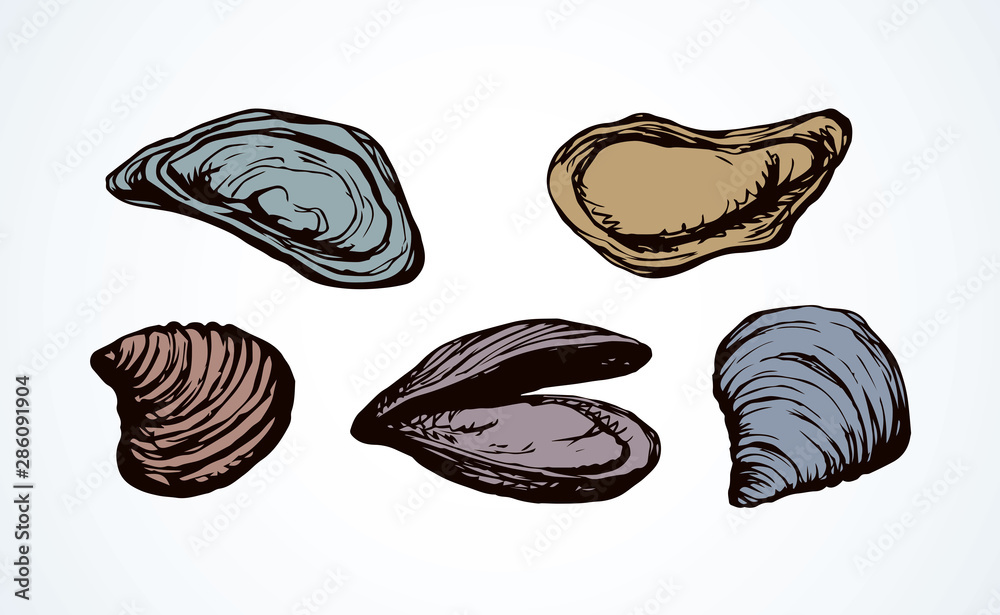 Oyster. Vector drawing Stock Vector | Adobe Stock