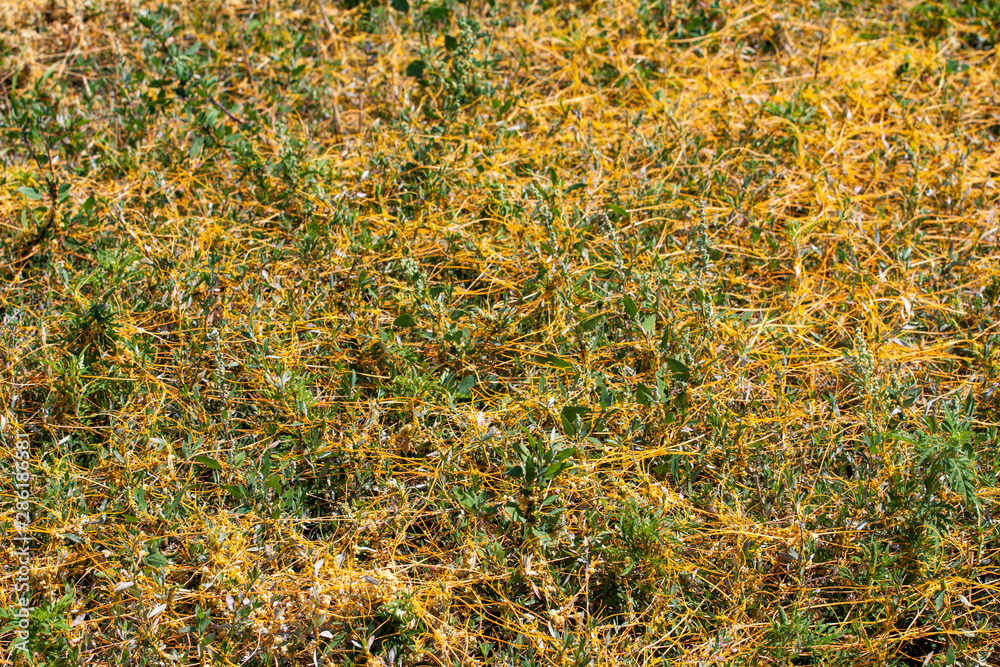 Dodder Genus Cuscuta is The parasite wraps the stems of plant cultures ...