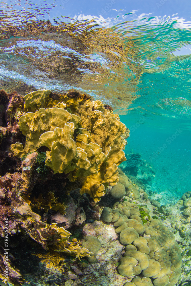Underwater bladed fire coral, Millepora complanata landscape Reef ...