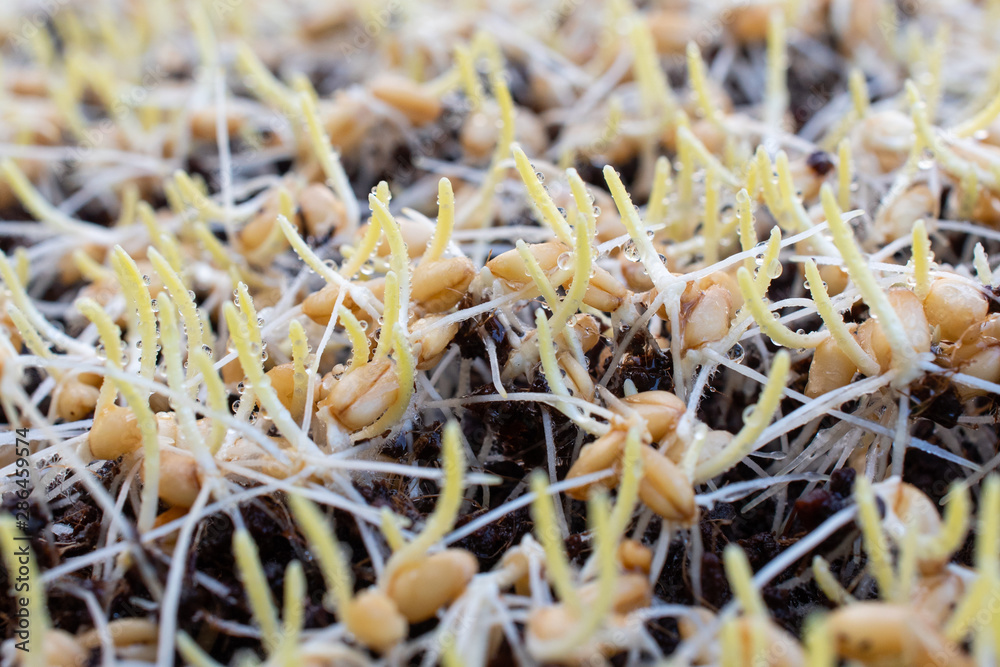 Germinated wheatgrass sees with dew, Wheatgrass is the freshly sprouted ...