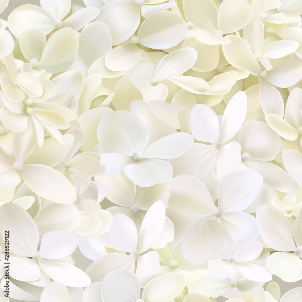 Hydrangea paniculata Limelight high quality detailed illustration ...