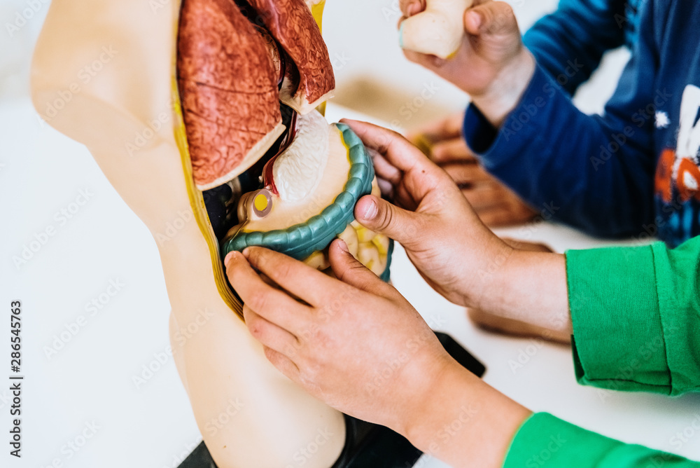 Children in a classroom using an anatomical model of the human body ...