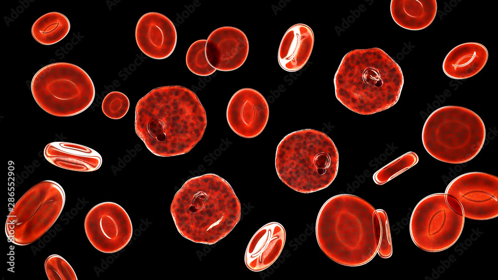 Illustration Stock Plasmodium vivax inside red blood cell in the stage ...