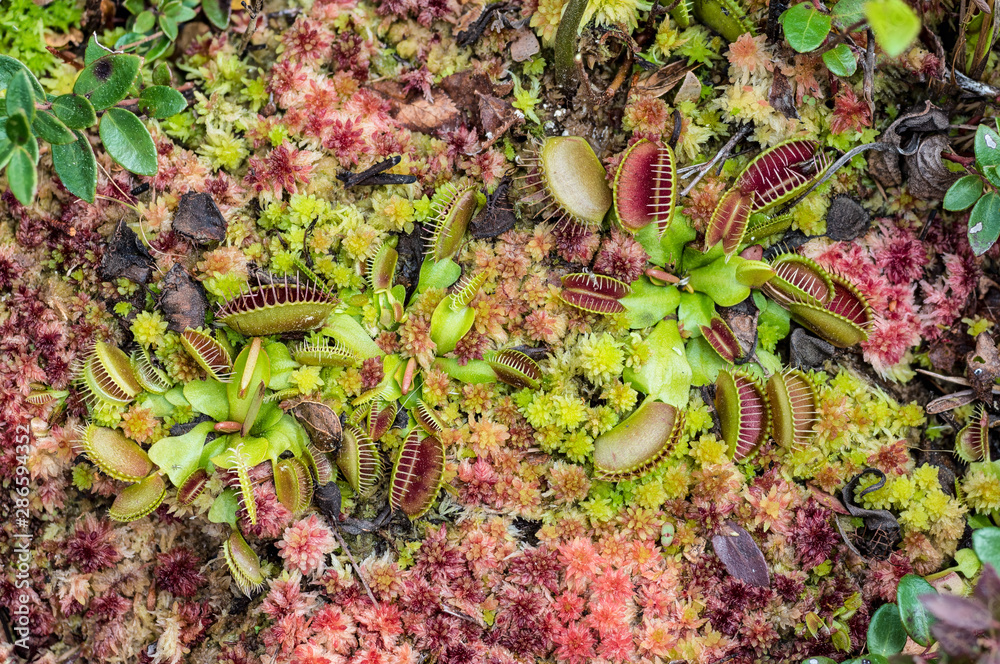 Photo Stock Venus's flytrap (Dionaea muscipula) carnivorous plant ...