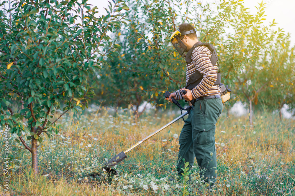 Young farmer gardener cutting grass weeds in the orchard plum ...