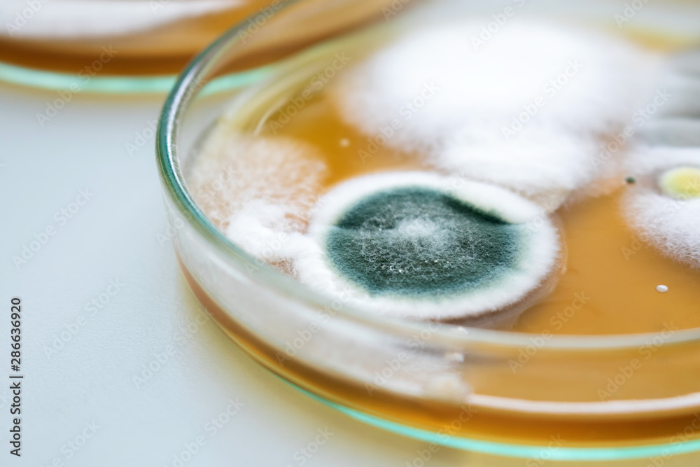 Molds colonies culture in petri dish with mea malt extract agar ...