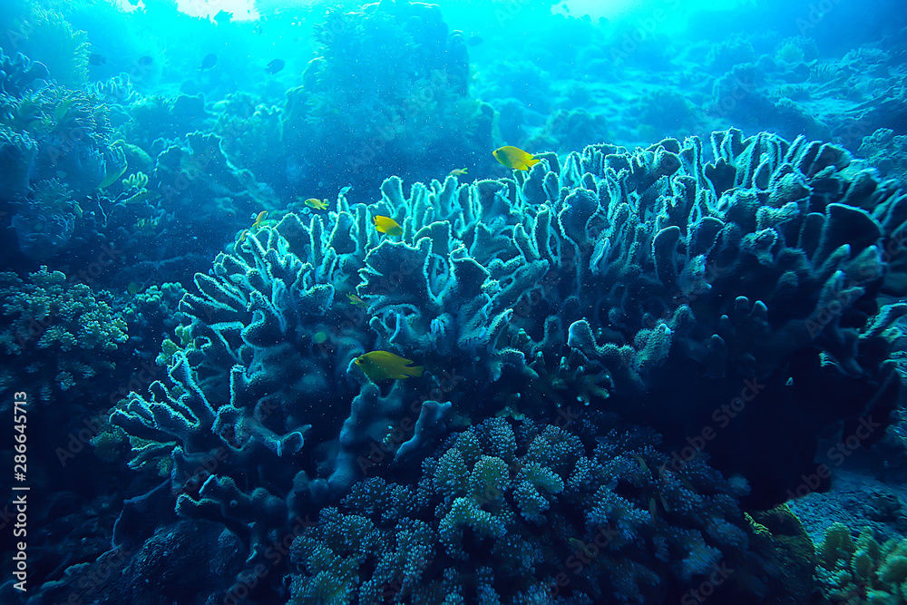 marine ecosystem underwater view / blue ocean wild nature in the sea ...