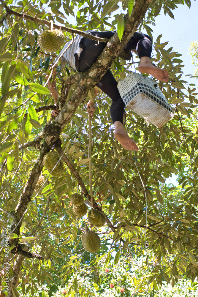 Thai young man climbing durian tree to harvest and pick durian for ...