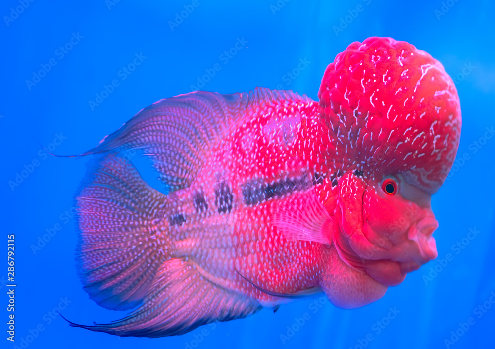 Flowerhorn Cichlid Colorful fish swimming in fish tank. This is an ...