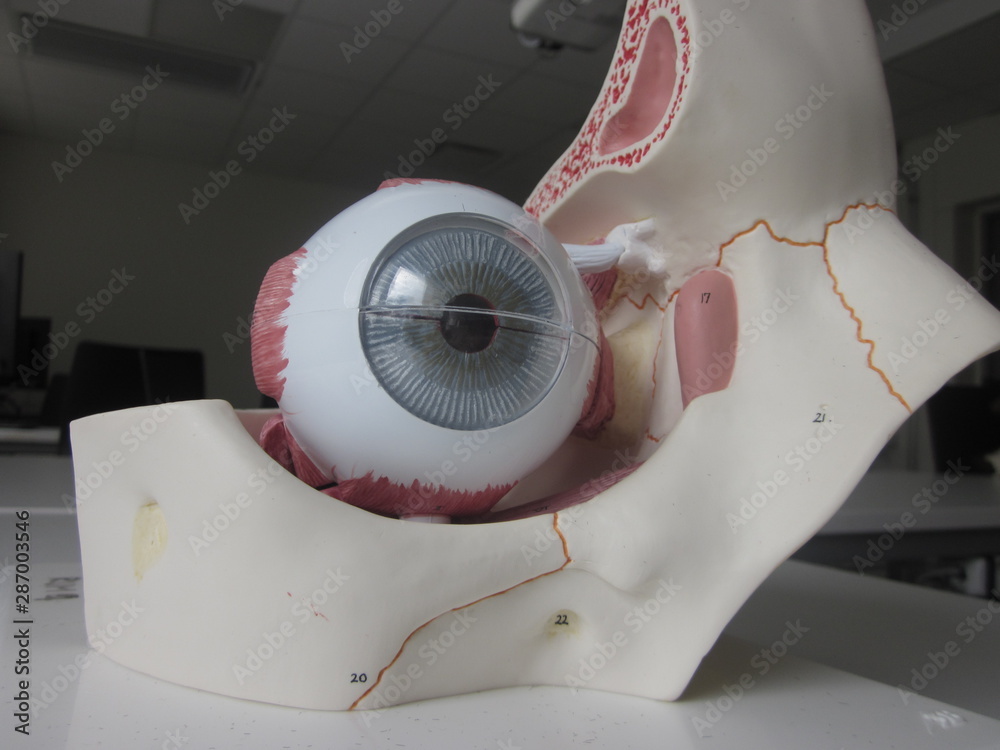 Human anatomy model of eye Stock Illustration | Adobe Stock