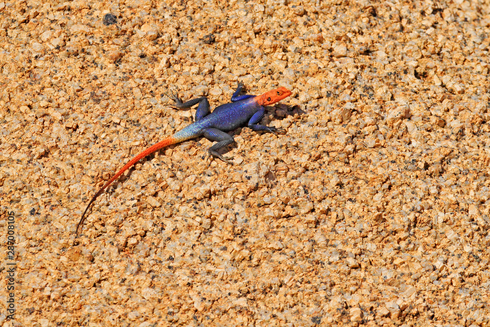 Orange and blue colored lizard, Namibian rock agama, Agama planiceps ...