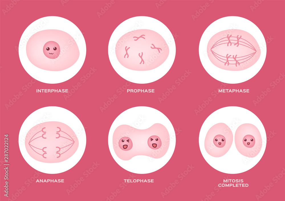 mitosis, the process of cell division and multiplication vector . pink ...