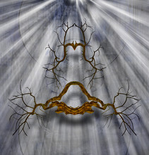 Magic Roots Free Stock Photo - Public Domain Pictures