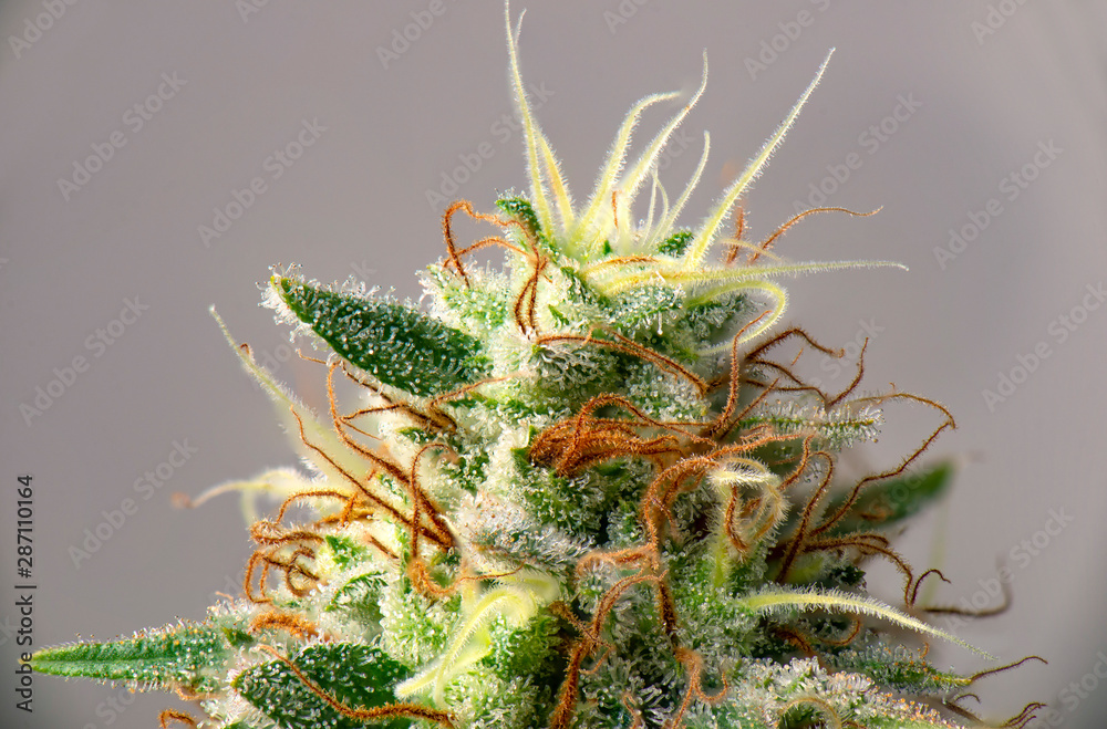 Cannabis flower (white critical strain) with visible trichomes Stock ...