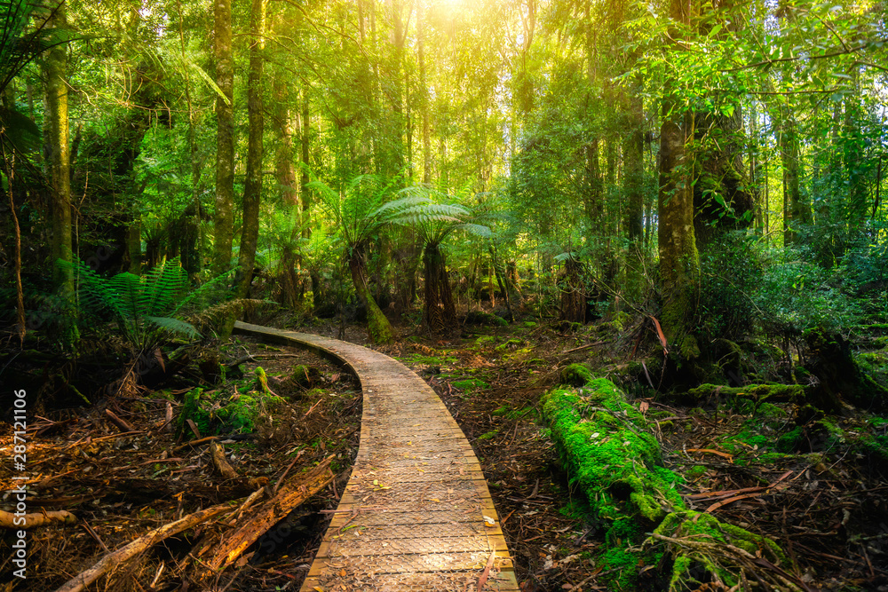 Beautiful path in lush tropical rainforest jungle in Tasman peninsula ...