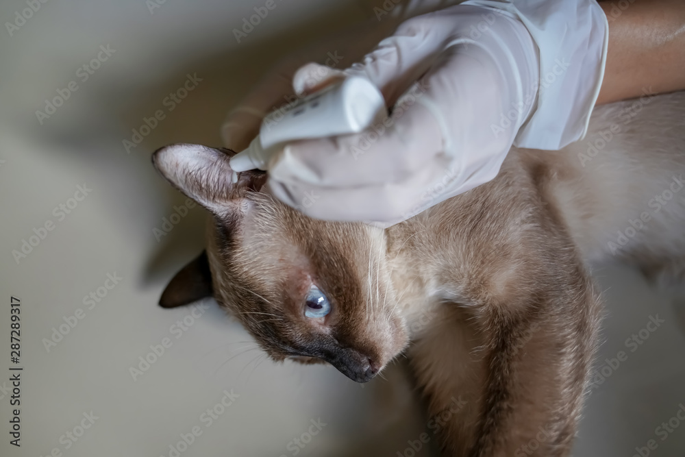 Siamese cat receives ear drops at Vet, local treatment of Otitis ...