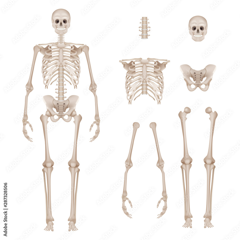 Vector de Stock Human skeleton. Body parts skull bones hands foot spine ...