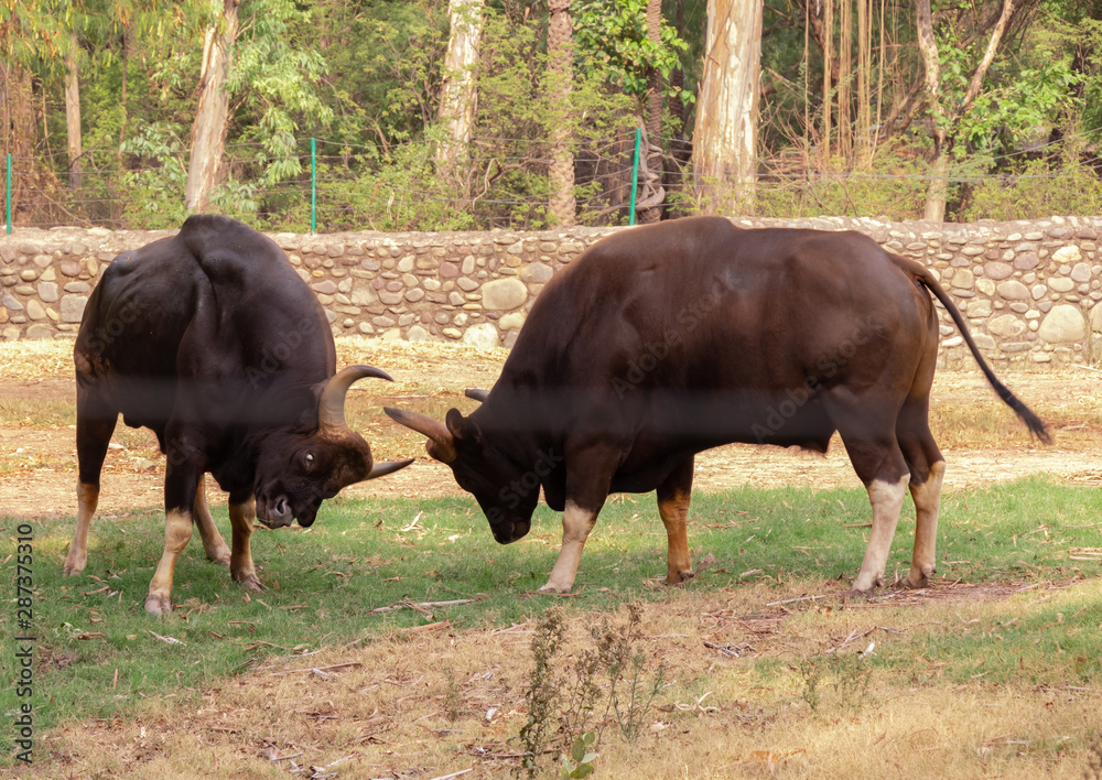 Two Indian bison or Malayan gaur(seladang) playing together in the cage ...