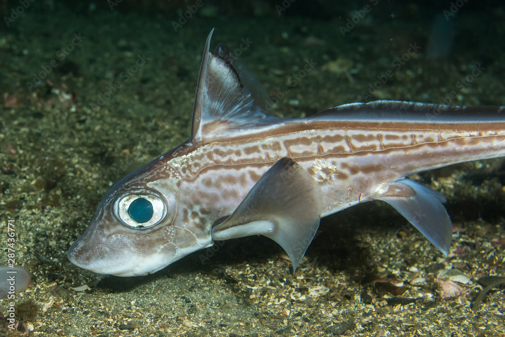 Rabbit fish (Chimaera monstrosa) in Trondheimfjord Stock Photo | Adobe ...