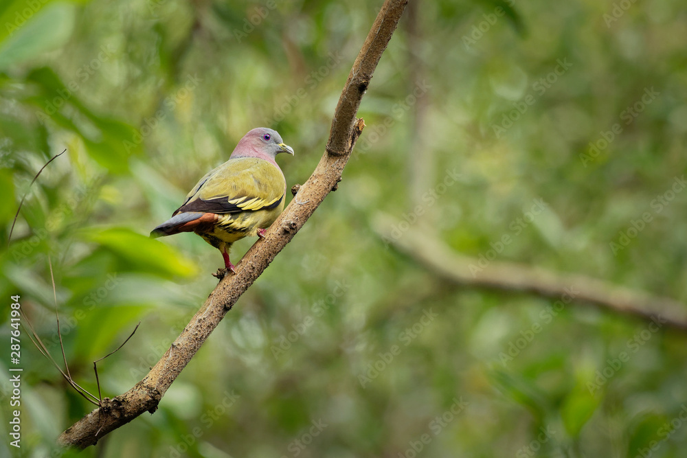 Pink-necked Green-Pigeon - Treron vernans species of bird family ...