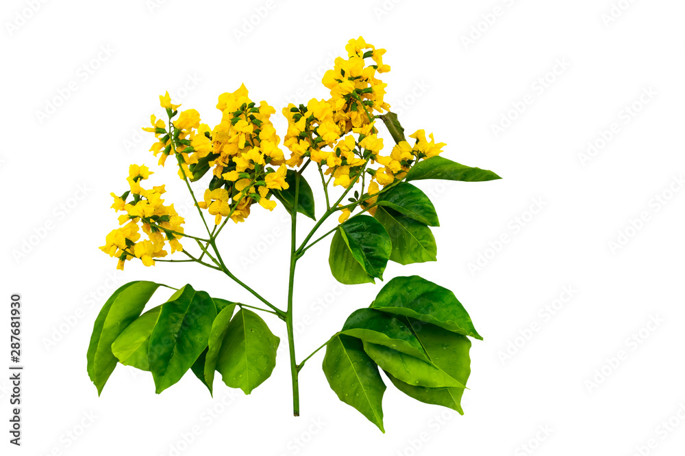 Closed up yellow flower of Burmese Rosewood or Pterocarpus indicus ...
