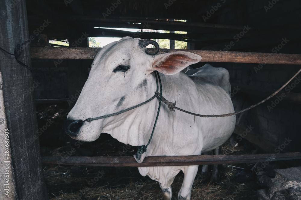 Photo Stock Ongole Crossbred cattle or Javanese Cow or White Caow or ...