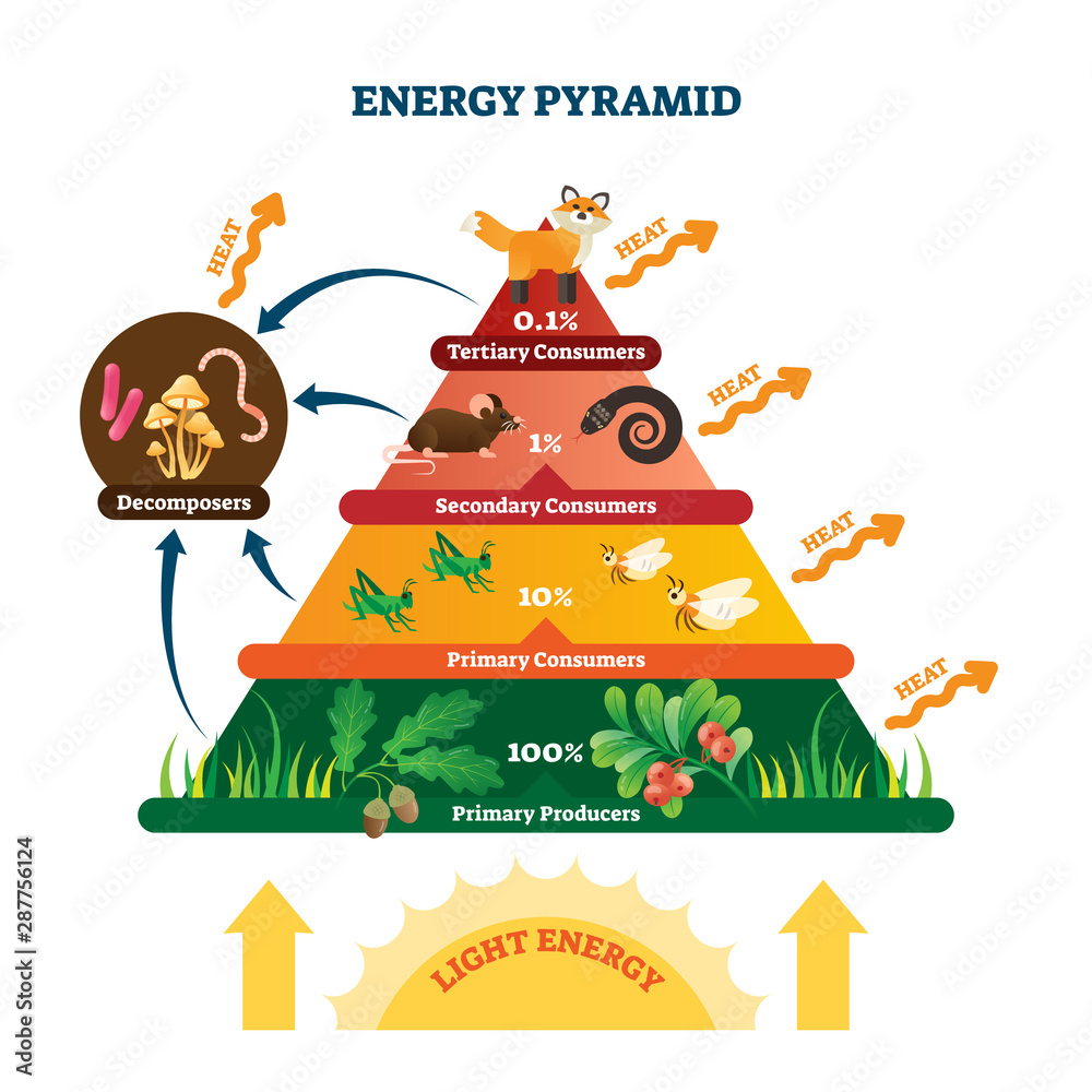 Vector de Stock Energy pyramid vector illustration. Labeled biomass ...