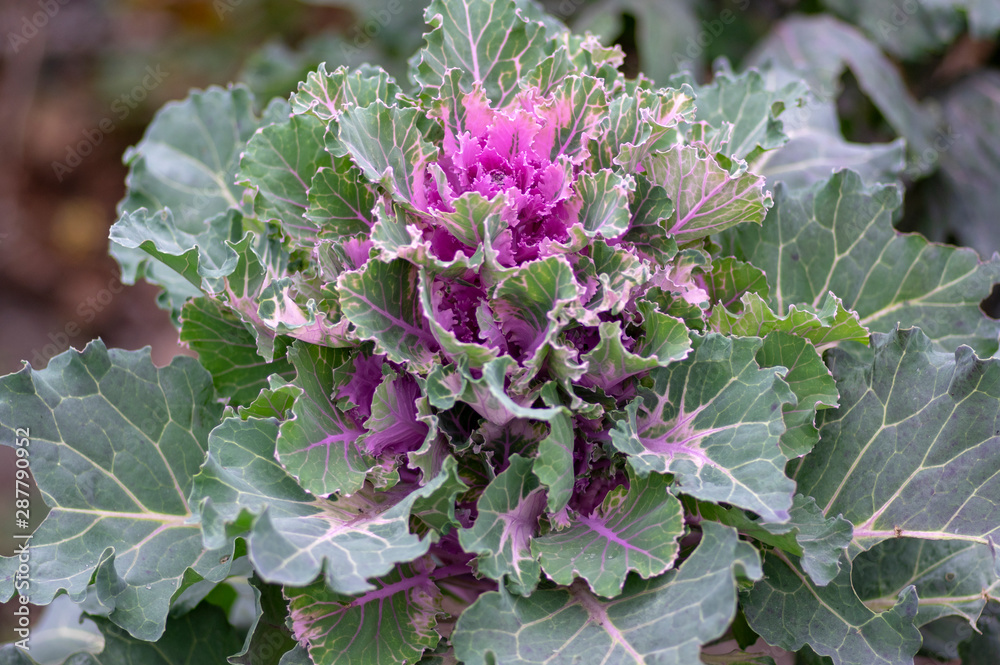 Brassica oleracea var acephala autumn ornamental plant, look like ...