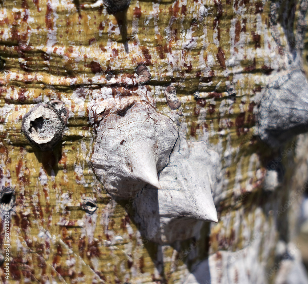 Large tree trunk with spikes Ceiba speciosa, large spikes, close-up ...