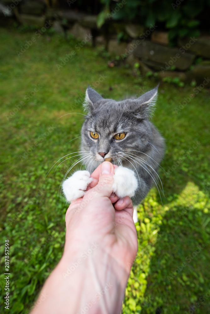 Photo Stock human hand feeding young playful blue tabby maine coon cat ...