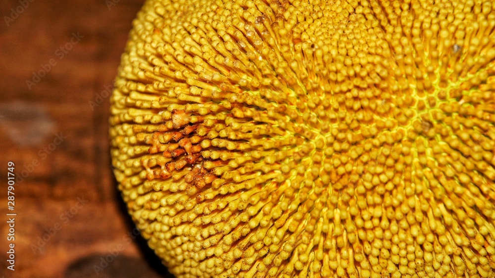 Fruits of Sabah Borneo called Buah Tarap. Famous Sabah local seasonal ...
