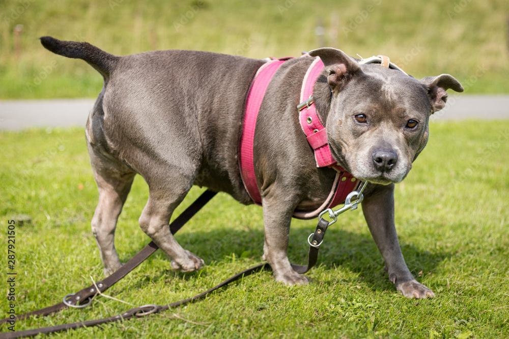 Overweight gray or blue coat color Staffordshire bull Terrier dog on a ...