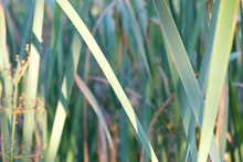 Reeds 919 Free Stock Photo - Public Domain Pictures