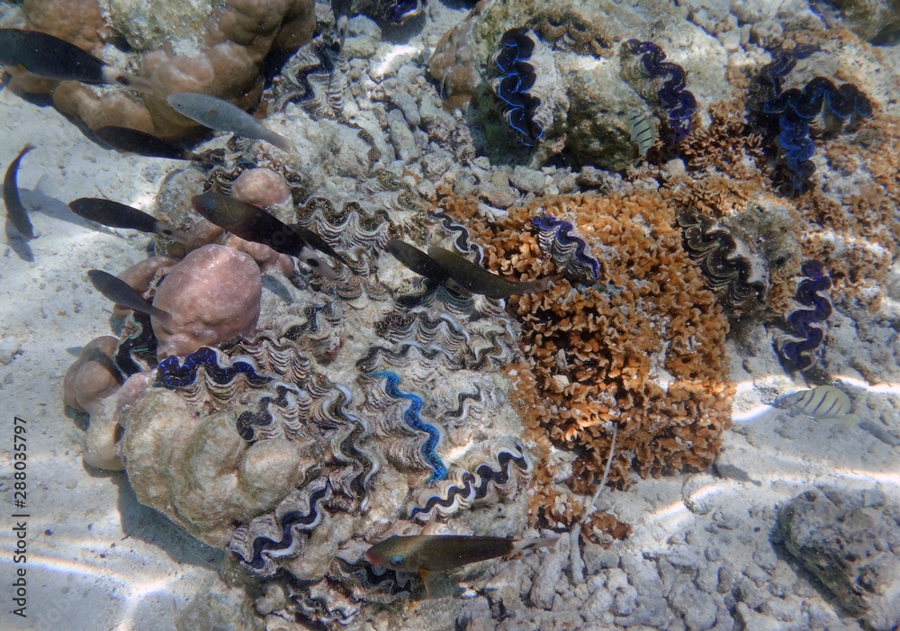 Underwater view of a Giant Clam (Tridacna Gigas) with blue lips in the ...