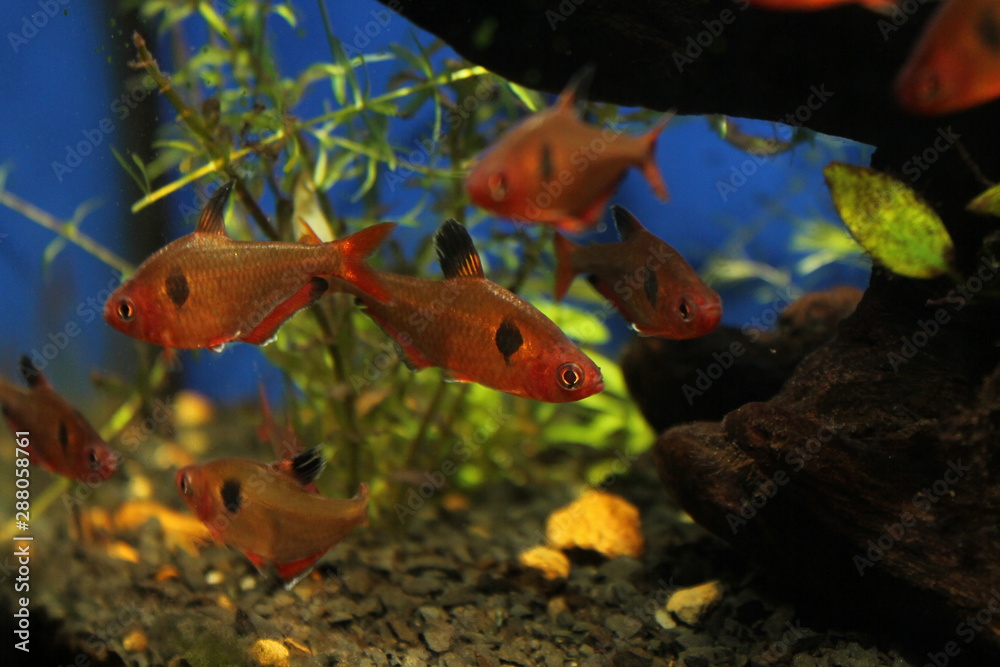 A vibrant school of Mato Grosso fish (Hyphessobrycon eques) in a ...