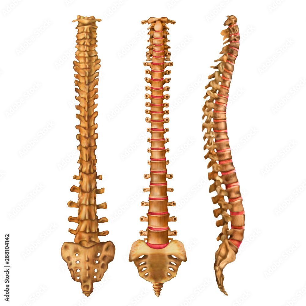 The human spine. Vertebral column. Backbone. Anterior, posterior ...