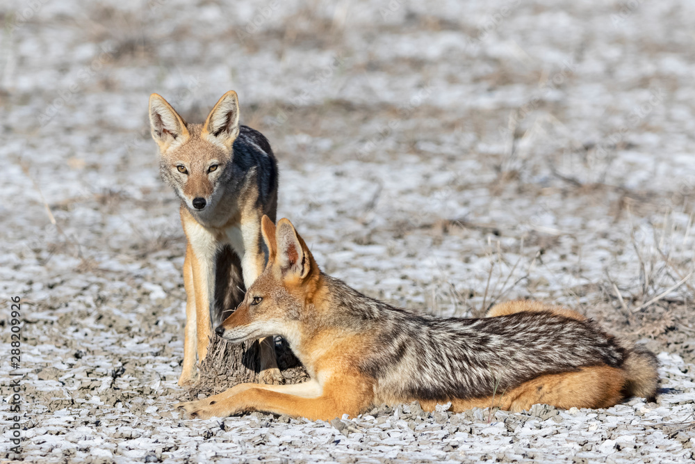 Namibia, Etosha National Park, two Black-backed Jackals Stock Photo ...