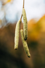 Hazel Catkins Free Stock Photo - Public Domain Pictures