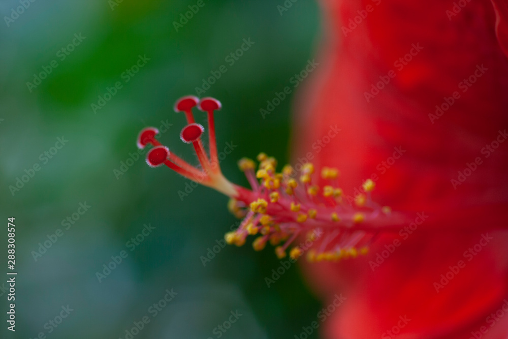pollen of red hibiscus flowers in the background blurred leaves Stock ...