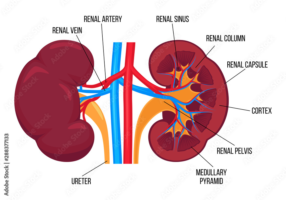 Flat vector illustration: left and right healthy kidney and their ...