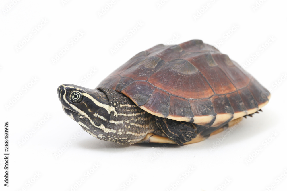 The Malayan snail-eating turtle (Malayemys macrocephala) is a species ...