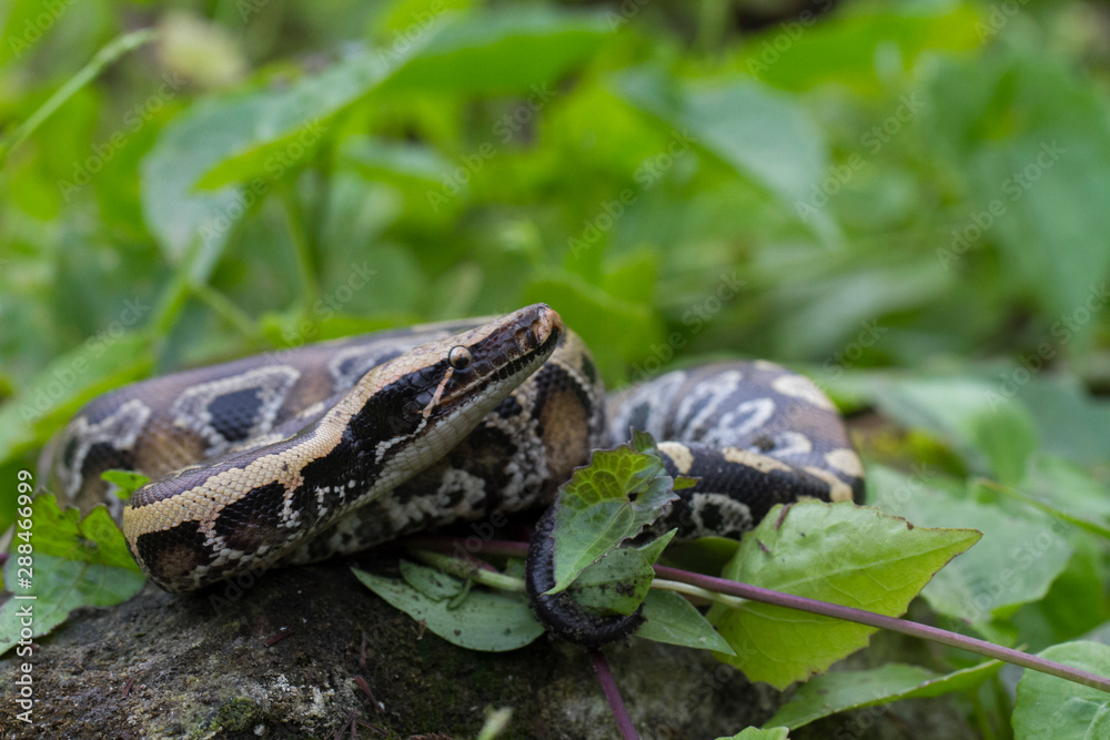 Foto de Stock Sumatran Red Blood Python (Python curtis curtis) commonly ...