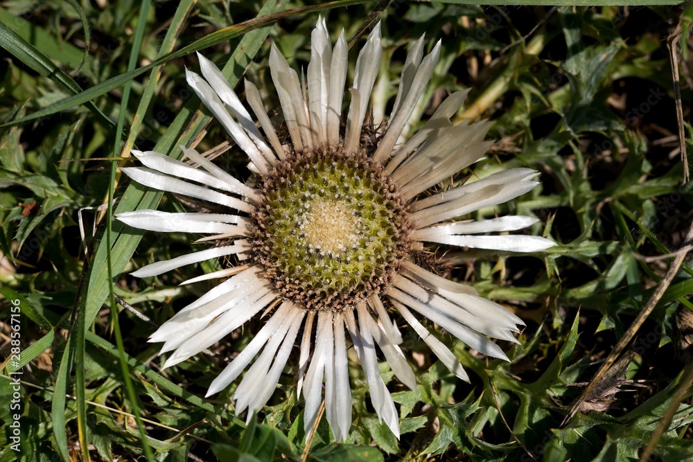 Carlina acaulis (Carlina acaulis L.) is a perennial herb of the family ...