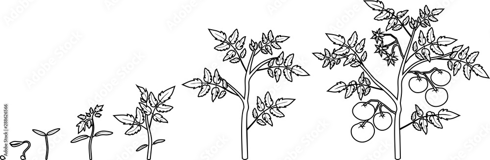 Coloring page. Life cycle of tomato plant. Growth stages from seed to ...