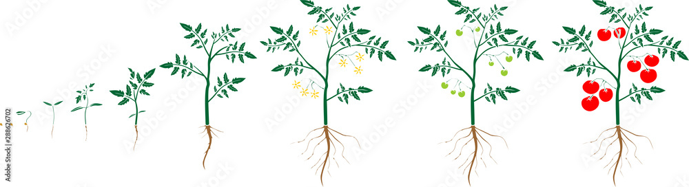 Life cycle of tomato plant. Growth stages from seed to flowering and ...
