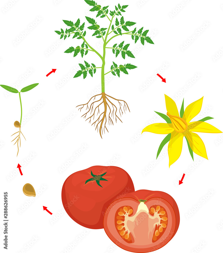 Life cycle of tomato plant. Growth stages from seed and sprout to ...