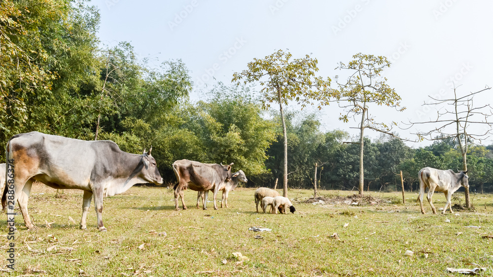Cattle grazing in field. A typical dairy farm land in rural Bengal ...