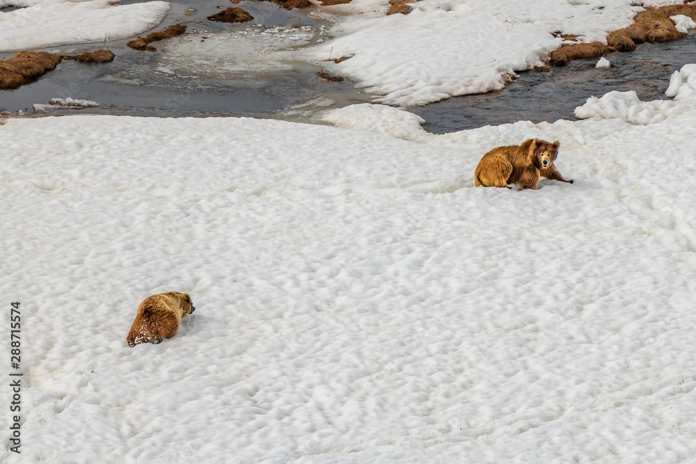 Stock-Foto „Himalayan Brown Bear also known as red bear and habitat of ...