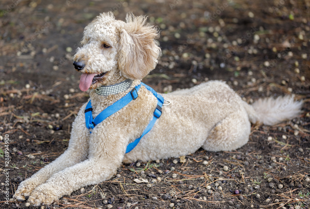 Labradoodle (Labrador retriever and poodle cross breed) lying down. Off ...