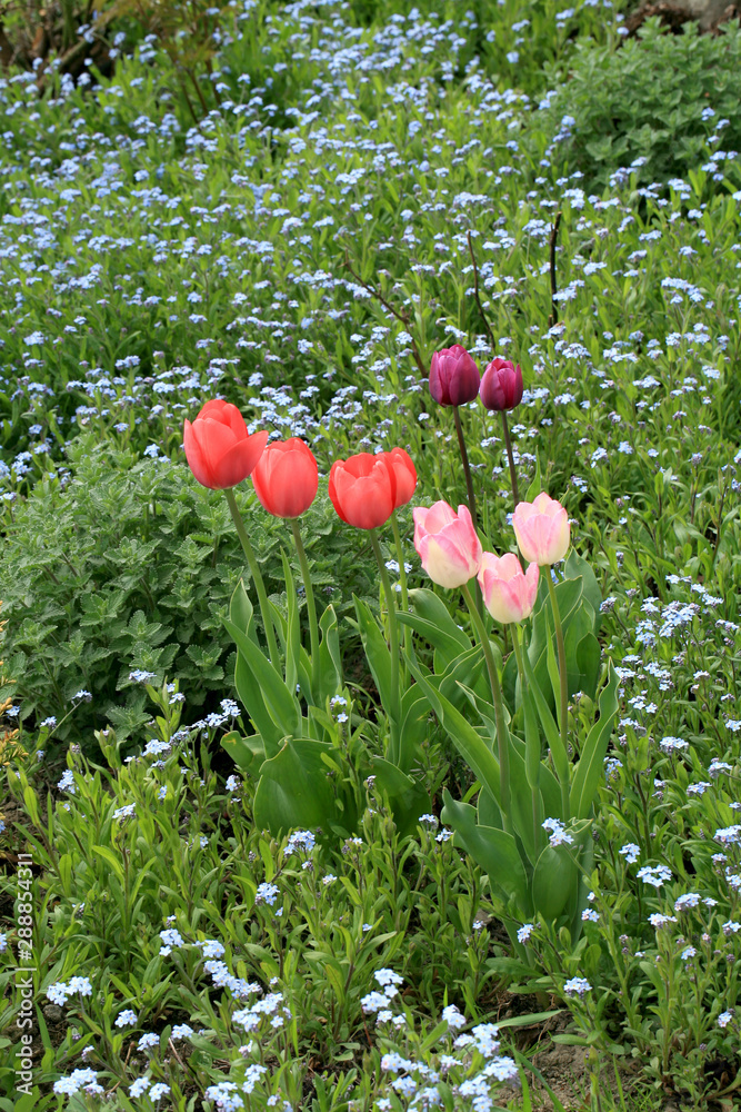 Tulips and forget-me-nots, spring flowers in the garden. Forget-me-nots ...